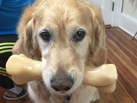 Inspiring story guide dog Figo Tales2Inspire - Garnet ...